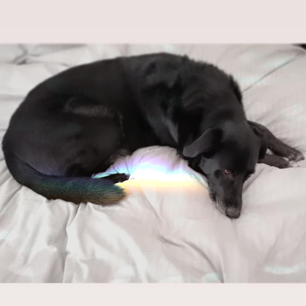 data-visualization | https://ilonarotaru.github.io/data-visualization/